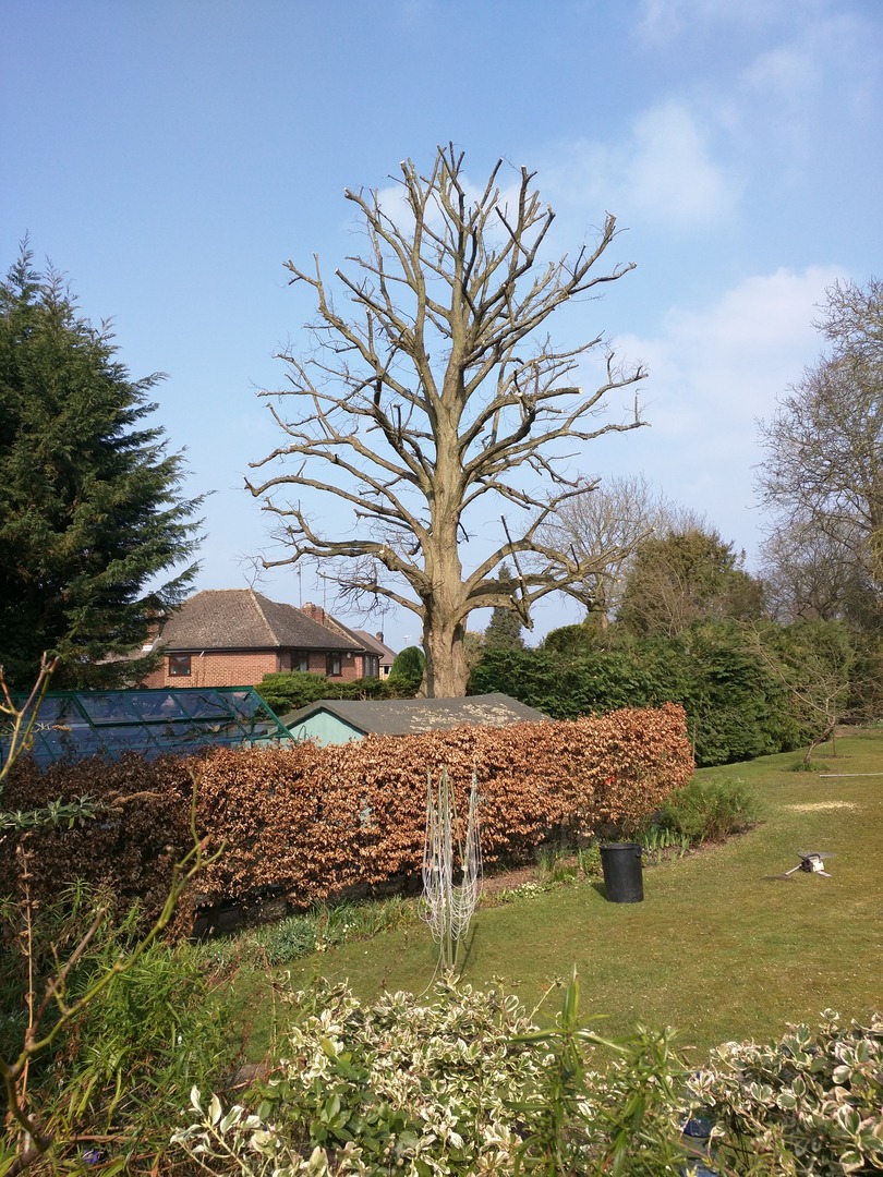 Pollarding & deadwood removal - Branchwalkers Tree Surgery